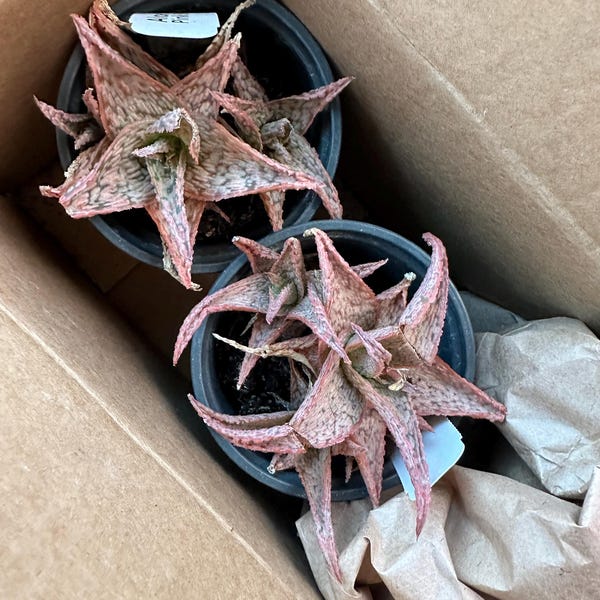 Kalanchoe Kewensis Live Rooted Succulent Plant - Etsy