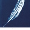 Botanical Art Cards, Multi Pack of Five Cards From Original Wet ...