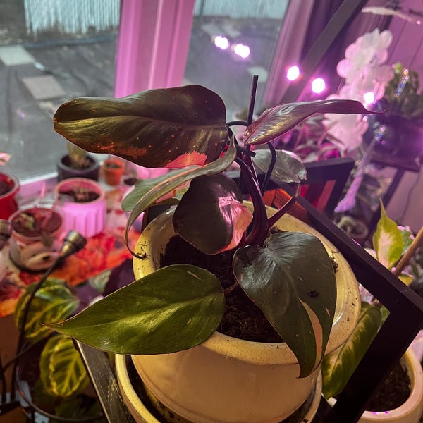 Alocasia Pink Princess Starter Plant ALL STARTER PLANTS Require You to ...