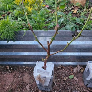 Rose Plant washitsu 和室 ジャパネスクモナムール - Etsy