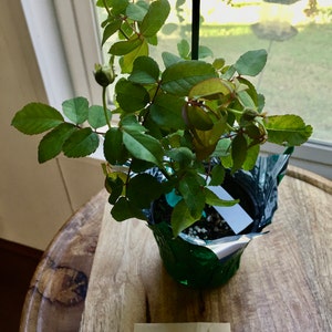 Duranta Variegata VARIEGATED SKY FLOWER Live Semi-tropical - Etsy