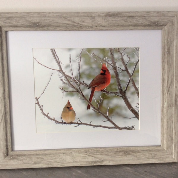 Bluebird, Photography, Male Bluebird, Bird Wildlife, Eastern Blue Bird ...