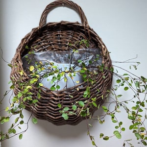 Angel Vine wire Vine Plant - Etsy