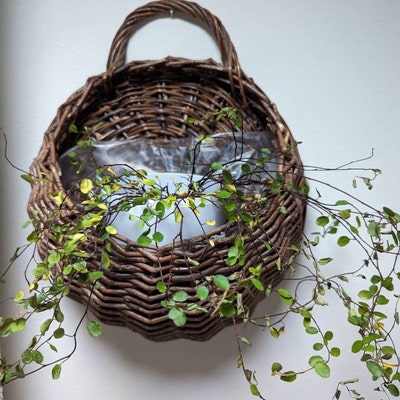 Angel Vine wire Vine Plant - Etsy