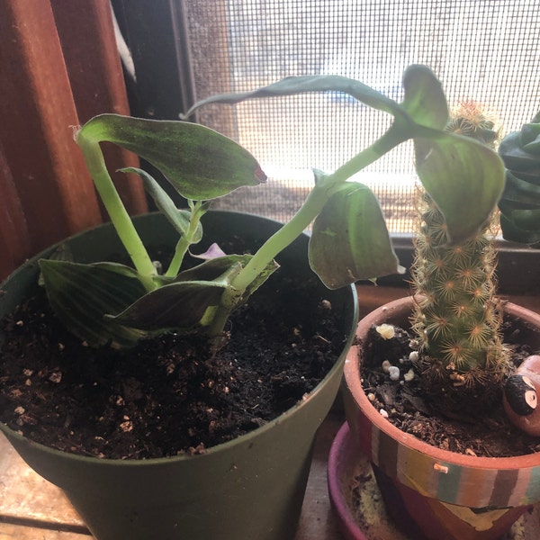 Rainbow Garden Mix Seeds Box seed Packet - Etsy