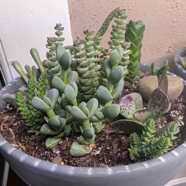 Crassula Muscosa Watch Chain Succulents Plants - 2 Inch Pot - Etsy