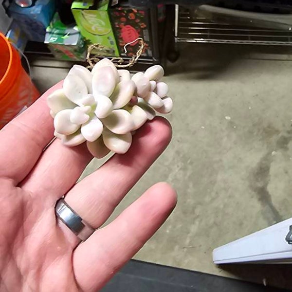 Graptopetalum Ellen Variegated-succulent - Etsy