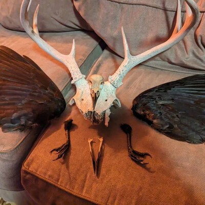 Ten Deer Teeth for Crafting Display Etc - Etsy