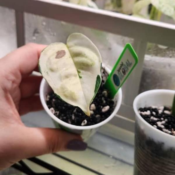 Cebu Ghost 2 Wet Sticks | NODES | Unrooted | Epipremnum Cebu Blue Ghost ...