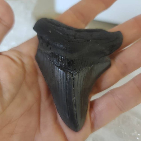 Lot Of 3 Fossil Great White Shark Teeth Prehistoric Tooth Etsy
