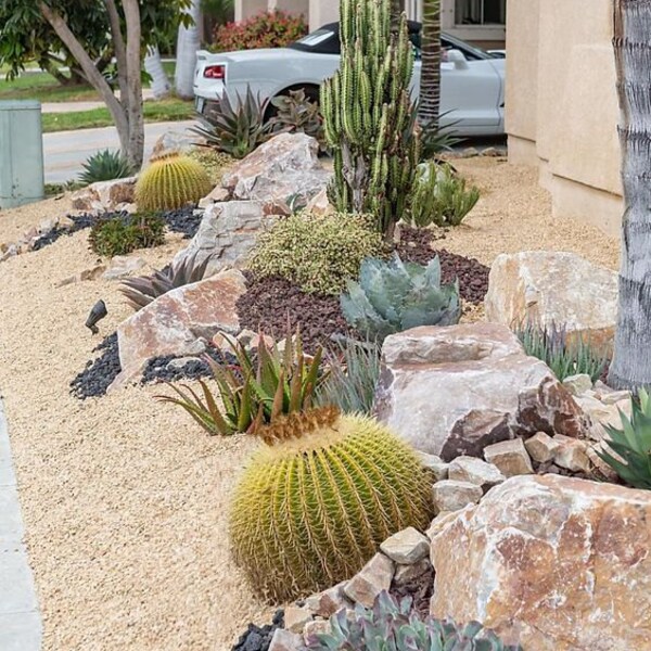 Cold Hardy Ice Plant, Yellow Flowering - Etsy