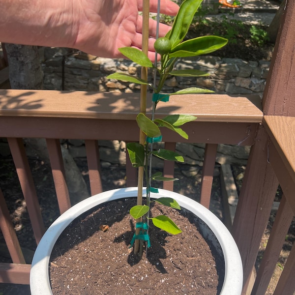 Cara Cara Red Navel Orange Tree - 24-36" Tall - Live Citrus Plant ...