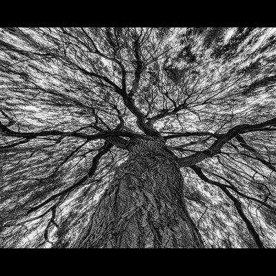 Inside the Weeping Willow Tree Instant Download Includes 5 File Sizes ...