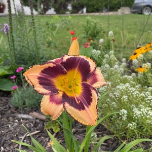 HEMEROCALLIS 'RASPBERRY ECLIPSE' Daylily. Perennial. - Etsy