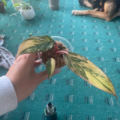 Philodendron Brandtianum Aff wild Form - Etsy