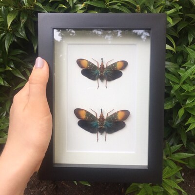 Pack of Two Lantern Bug Pyrops Gunjii With Open Wings for All Your ...