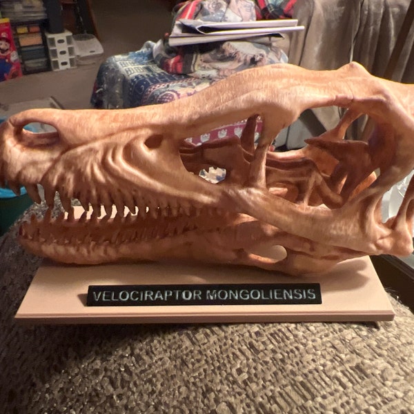 Velociraptor Replica Skull 3D Printed - Etsy