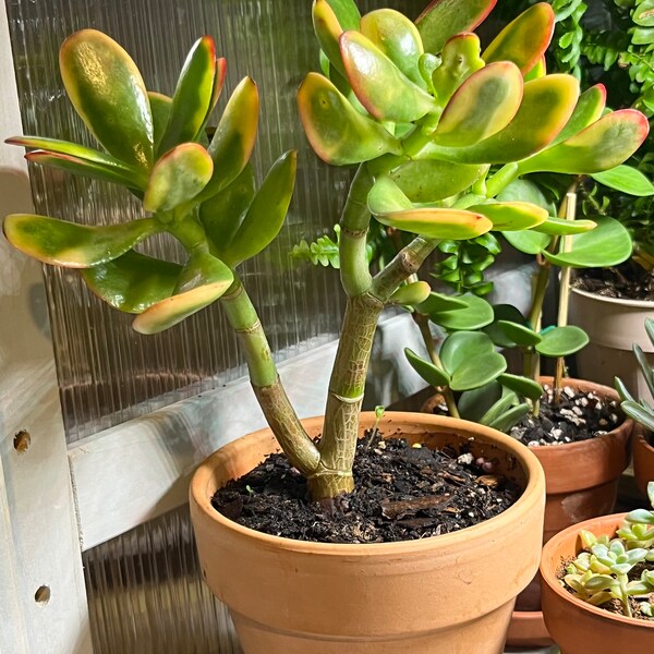 Hummel Sunset Golden Jade Tree: Live Succulent in 2'' Pot - Etsy