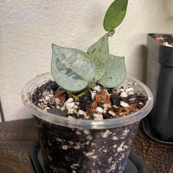 Medinilla Scortechinii Starter Plant ALL STARTER PLANTS Require You to ...
