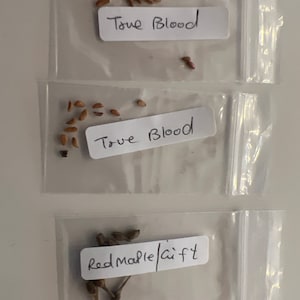 10 Pcs Purple Flower Rose Seeds Rare Amazingly Beautiful Purple Rose ...