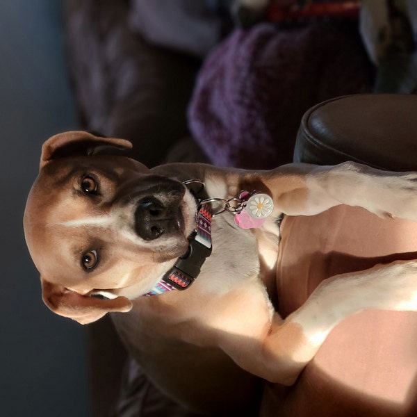 BREAKAWAY Dog Collar Choose Any Print Optional Personalized ID Buckle ...