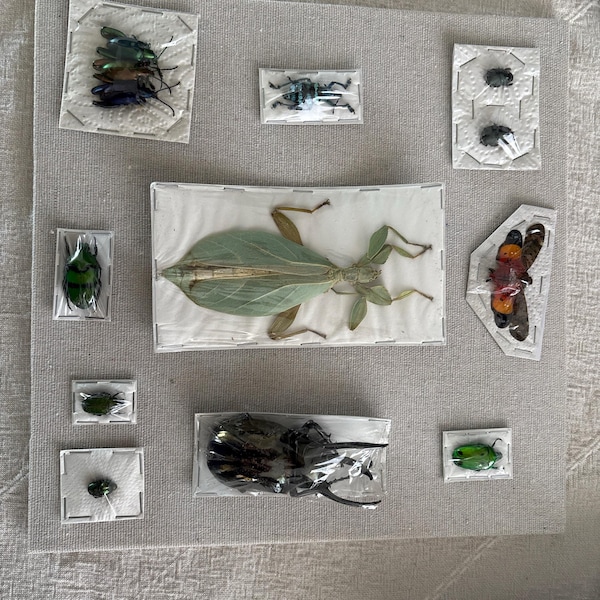 25, 50, 100 A Grade Real Butterfly Wings, Wings for Crafts, Laminated ...