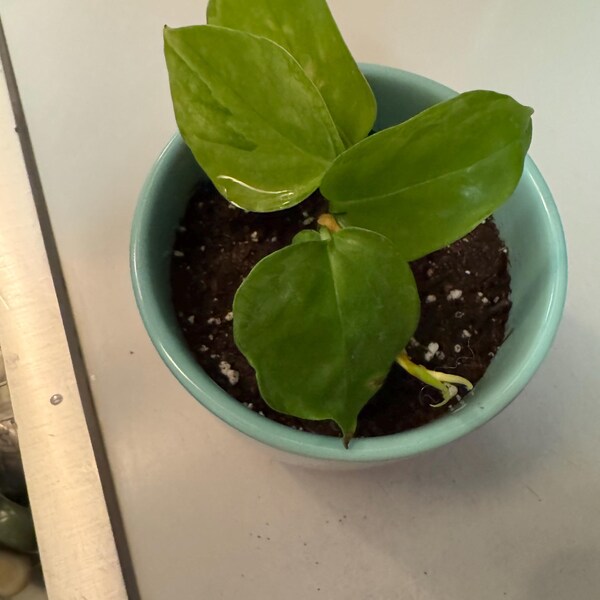 Global Green Pothos | Epipremnum Pinnatum | LIVE House Plant | Nodes ...