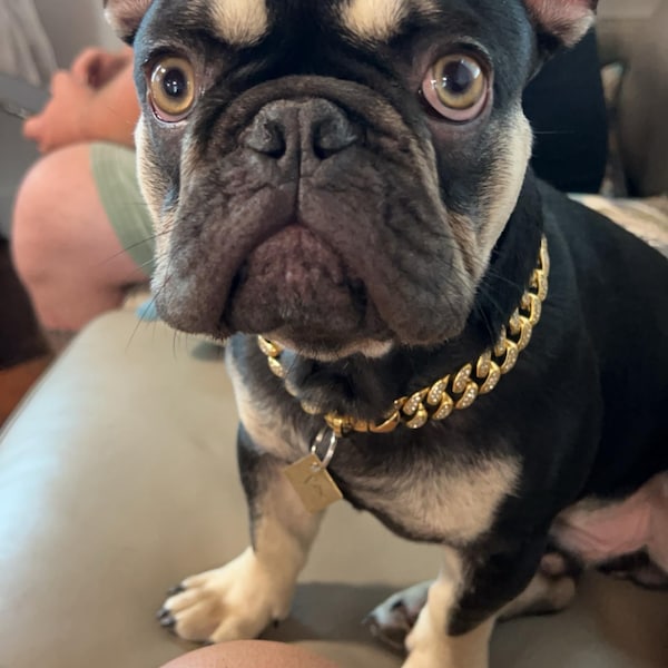15mm Wide Diamond Cuban Link Gold Dog Chain Collar for French Bulldog ...