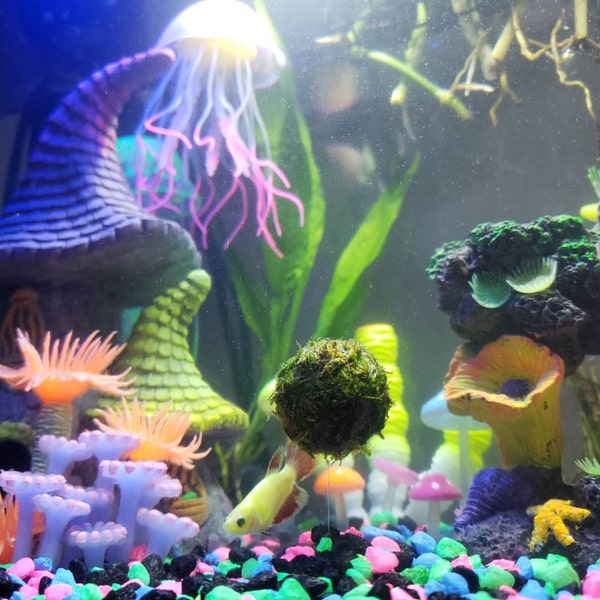 Floating Java Moss With Plant Anchor Live Aquarium Plant Terrarium ...