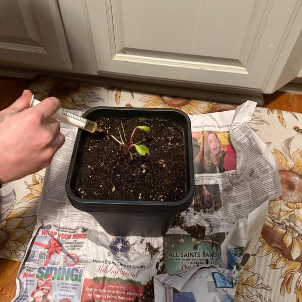 Lenten Rose Flower Girl Rare Flowering Perennial Live Plant Lenten Rose ...