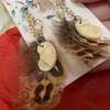 Real Mole Bone Displays. Bone Display. Mounted Mole Bones. - Etsy UK