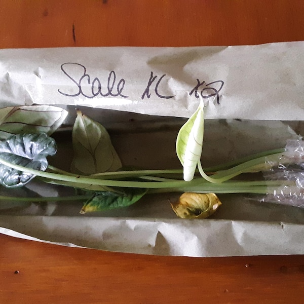 Columnea Gloriosa “flying Goldfish Plant” Starter Plant **(ALL Plants ...