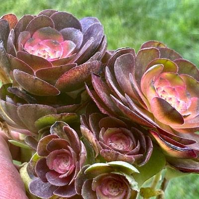 Live Succulents rare Succulents multihead Succulents dudleya Edulis - Etsy