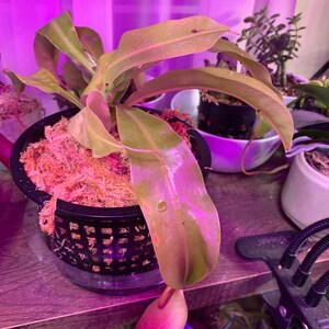 Carnivorous Spoon Leaf Sundew Drosera Spathulata Plant 3 Inch - Etsy