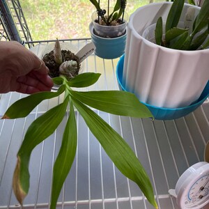 Awarded cotton Candy Phal. Cheng-de Beauty 'sakura' AM/AOS , Handsome Plant in 4 Pot With 25-28 ...