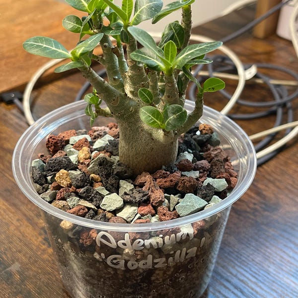 Rare Adenium Godzilla Caudex, Succulent for Your Collection - Etsy
