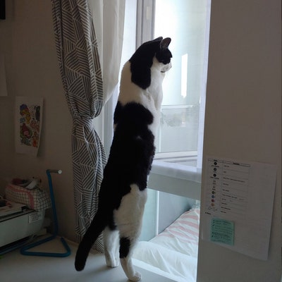 Custom Flat Cats Window Screens Mesh Window Protection for Cats - Etsy