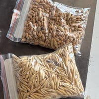 Fernor Walnut Sapling, Grafted Ready to Plant, With Tuberous Soil, 2 ...