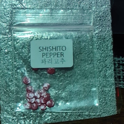 더덕 Seeds 30 Deodeok, Aka Codonopsis Lanceolata or Lanse Asiabell Seeds ...