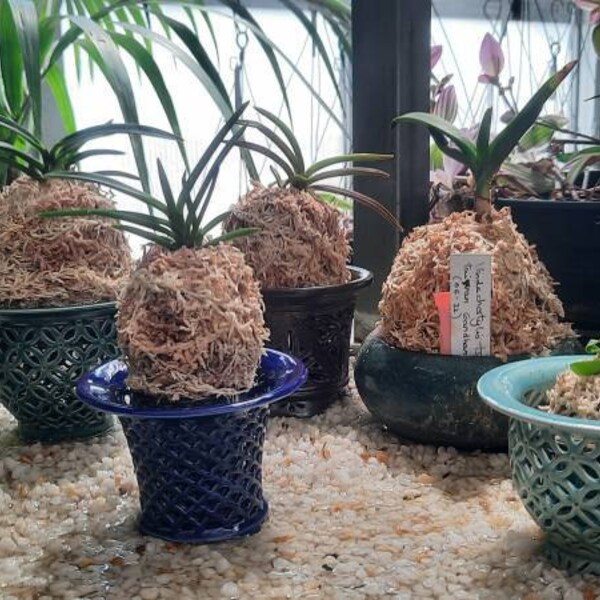 Furan Orchid Pot Fu Ran Pot Neofinetia Pot Fukiran Furan Pot Dendrobium ...