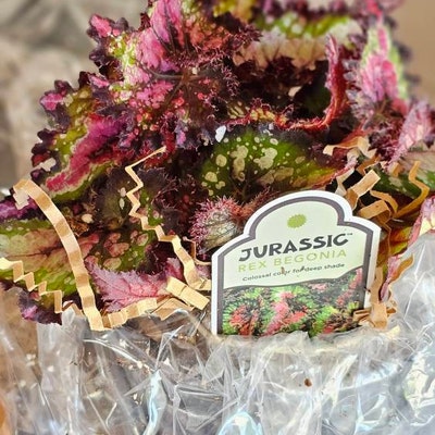 Jurassic™ Rex Begonia 'watermelon' - Etsy