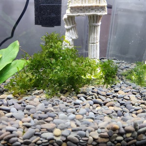 Subwassertang pellia Moss Rare Aquatic Moss Live Aquarium Freshwater ...