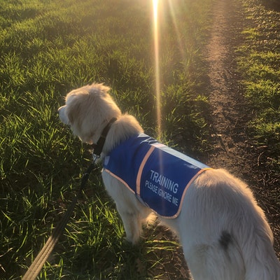 Personalised Dog High Vis Vest Coat Safety Reflective Pet Hi-vis Custom ...