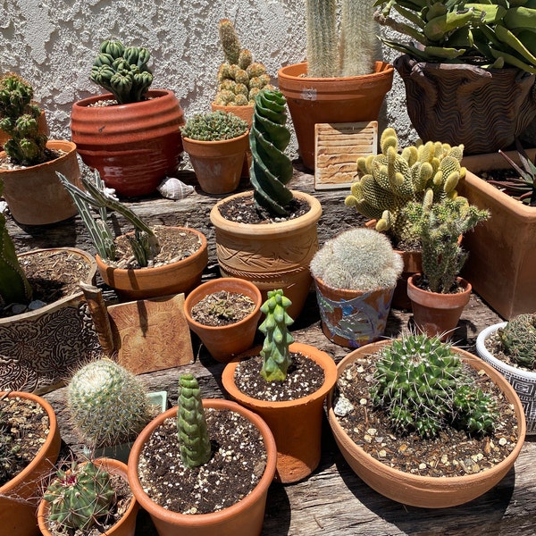 Rare Live Cactus - Eulychnia Castanea Spiralis - Twisted Rare Succulent ...