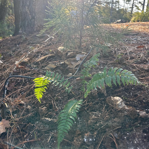 Western Sword Fern Organic Pnw Native Fern - Etsy