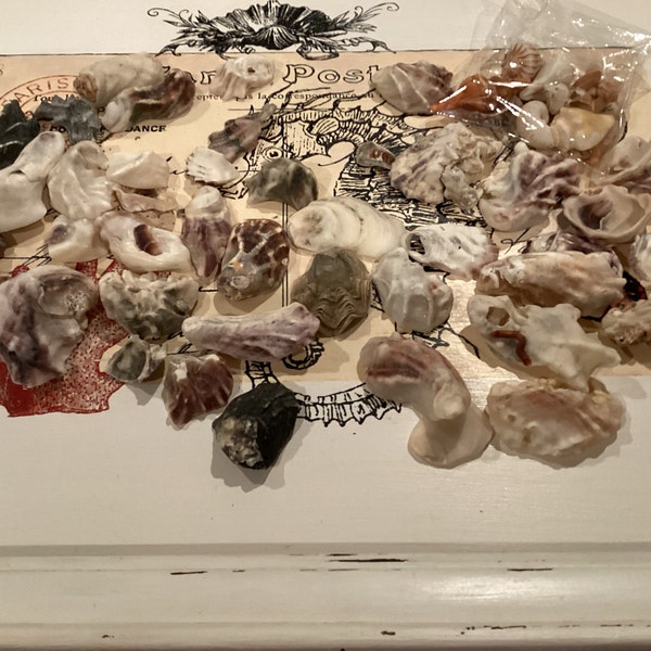 Shark's Eye Moon Eye Small/medium Shells (10) From Southwest Florida ...