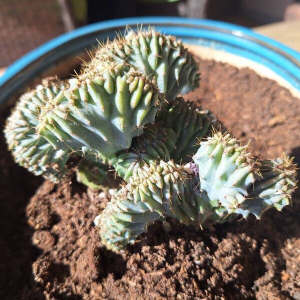 Dinosaur Back (myrtillocactus Geometrizans F. Cristata), Crested Cactus ...