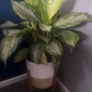 Adjustable Plant Stand AND Planter Basket Acacia Wood or Bamboo Perfect ...