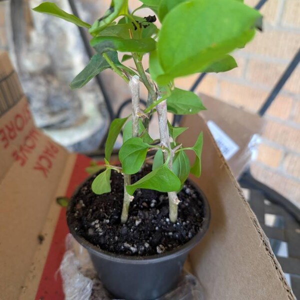 TWO Orange Bougainvillea Plants in One Pot, 3.5" Pot, Orange Flowers ...