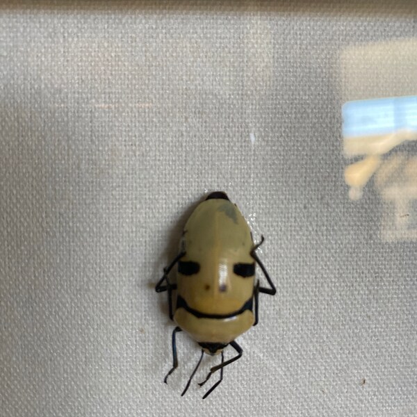 Eucorysses Grandis Mask Skull Face Shield Bug Indonesia - Etsy